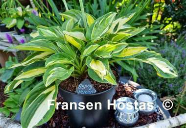 Hosta Gypsy Lemon - Fransen Hostas